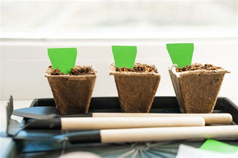 빈 라벨 이탄 냄비 3 개 까지 창턱에 집에서 음식을 성장하는 방법 묘목 및 가정 원예 도구 0명에 대한 스톡 사진 및 기타 이미지 Istock