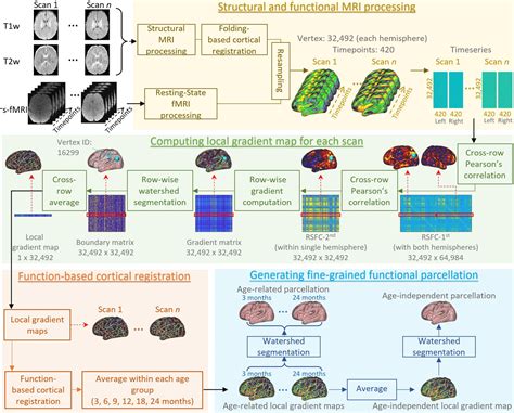 Fine Grained Functional Parcellation Maps Of The Infant Cerebral Cortex Elife