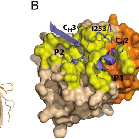 Kinetic And Thermodynamic Analysis Of The Trim21 Pryspry Domain Binding