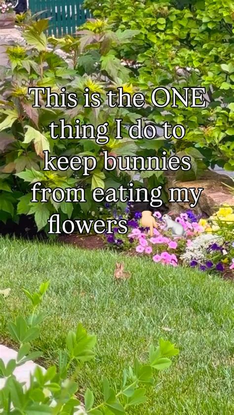 stacy ling flower gardening for beginners the front yard garden