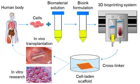 Recent Advancements Of Bioinks For 3d Bioprinting Of Human Tissues And Organs Acs Applied Bio