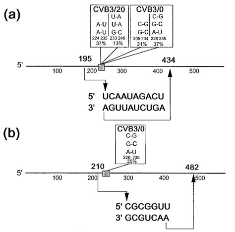 Schematic Representation Of Higher Order Structures In The 5 Ntr Of