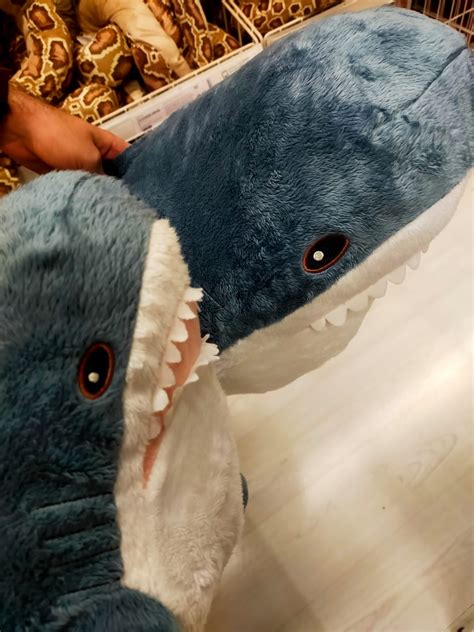 Adopted Big Blåhaj and Smol Blåhaj : r/BLAHAJ