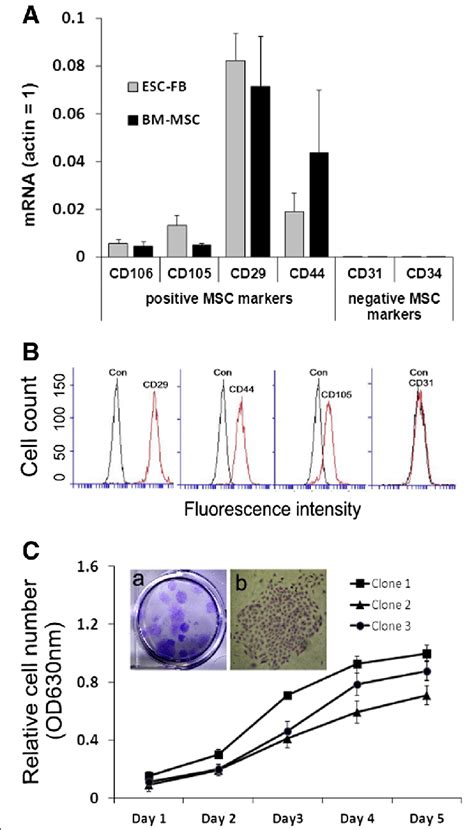 Msc Marker Expression And Clonal Growth Of Mesc Fbs A Comparative