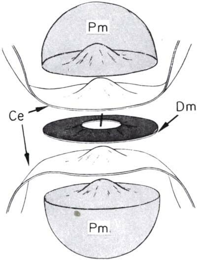 Diagrammatic Presentation Of The Pyrenoid Download Scientific Diagram