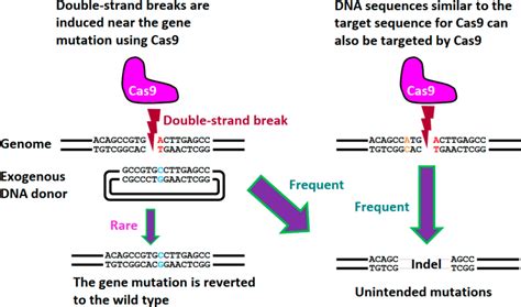 A Breakthrough In Genome Editing How Nicer Outperforms Crisprcas9