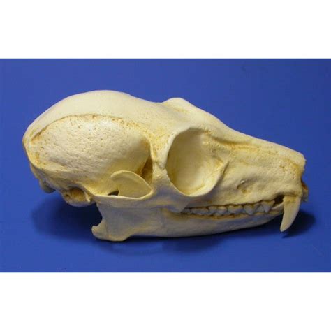 Greater Slow Loris Male Skull Replica Dinosaurs Rock Superstore