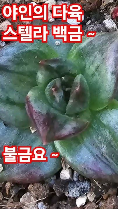 오늘도 수고 많으셨습니다 ~ 임영웅 파종이 실생 다육 다유기 다육이 다육식물 반려식물 다육판매 다육이판매 다육이키우기 다육인스타그램 매혹이 청주