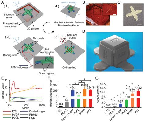 Overview Of The Compressive Buckling Fabrication Process And Material Download Scientific