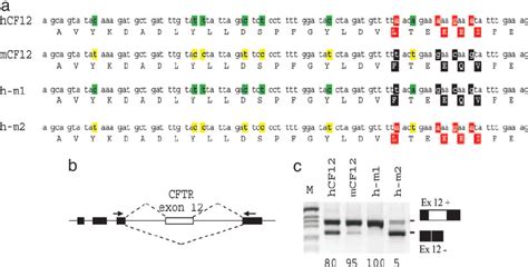 Comparative Analysis Of Human And Mouse Cftr Exon 12 Sequences Download Scientific Diagram