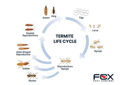 Termites Facts Information And Treatment