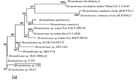 Phylogenetic Tree Showing The Position Of Desmodesmus Sp Vit Download Scientific Diagram