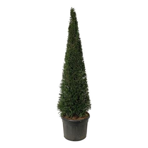 Taxus Baccata ~ 250cm Sklep Z Roślinami Cocaflora
