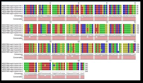 Multiple Sequence Alignment Conducted By Clc Sequence Viewer 80 Of