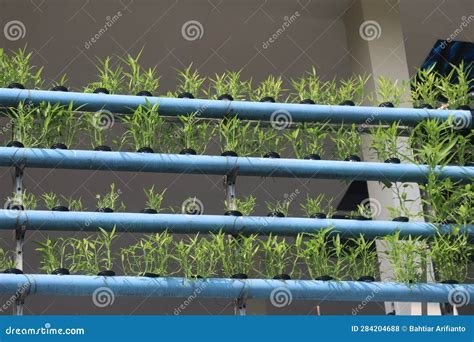 Water Spinach With A Hydroponic System On A Hot Day Editorial Stock