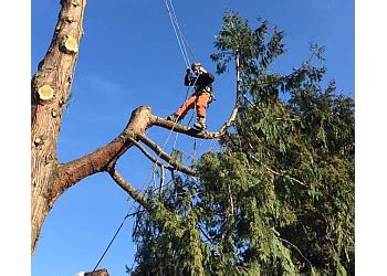 3 Best Tree Services In Kent WA Expert Recommendations