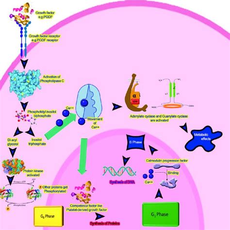 The Protein Kinase Sequence Of Signaling Process Download Scientific