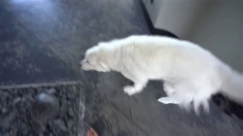 Intruder Detection Roboflow Universe