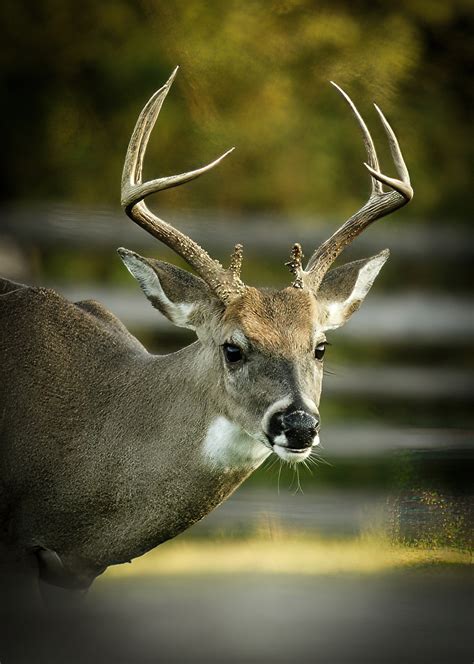 Wildlife And Moreimages By Randy Shellenbarger