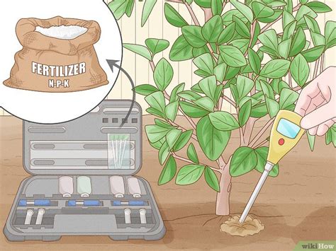 Fertilizing A Citrus Tree What Month How Much And Best Ratios