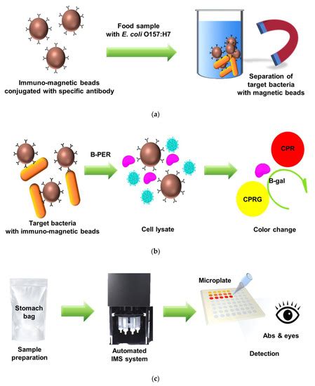 Detection Of Escherichia Coli O157h7 Using Automated Immunomagnetic Separation And Enzyme Based