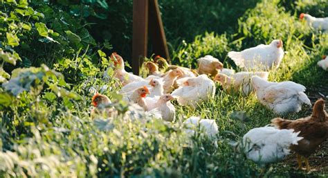 Types Of Eggs Grades Of Eggs Best Egg Recipes Thrive Market