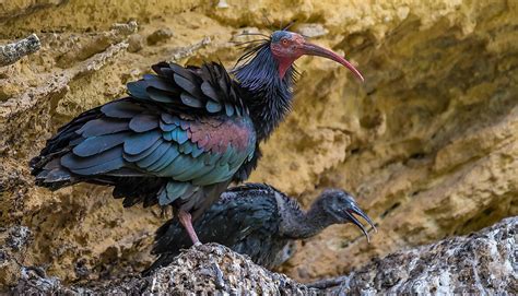 Deutsche Wildtier Stiftung Waldrapp