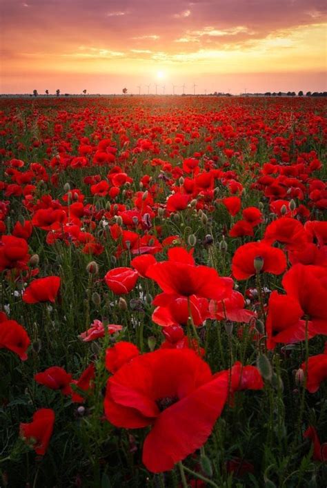 Pin By Alice Monti On Salvataggi Rapidi Flowers Photography Poppy