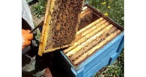 Препоръчителни добри практики за създаване на нови пчелни семейства Български Фермер