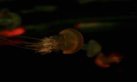 刺胞动物门钵水母纲浮游生物《水母》水母浮游生物伞状新浪新闻