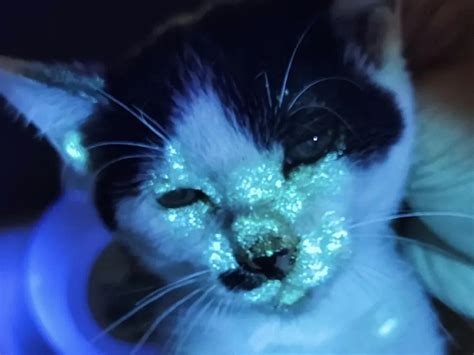 What Does Ringworm Look Like On Cats Symptoms Treatment And Prevention