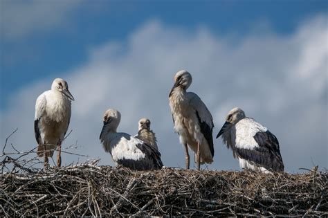 Sabuko • Sabuko • Society For Nature Conservation
