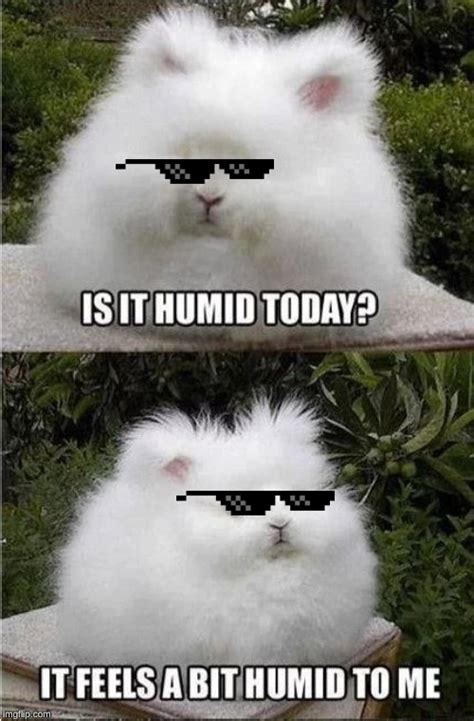 Image Tagged In Bunnyweatherhumidfluffy Imgflip