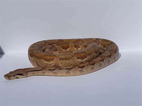 Hypo Het Sun Dragon Boa Constrictor By Resistance Reptiles Morphmarket