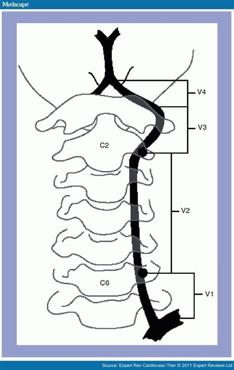 Vertebral Artery Segments