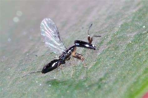 Do Wasps Die From A Fig Do Fig Wasps Sting Understanding Their Role