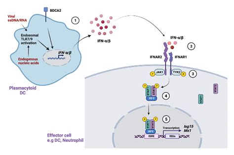 Figure 1 From Targeting Type I Interferons In Systemic Lupus