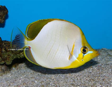 Yellowhead Butterflyfish Chaetodon Xanthocephalus