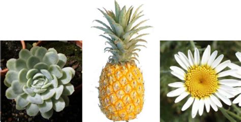 Examples Of Phyllotactic Patterns In Plants A Echevaria Subsseilis Download Scientific