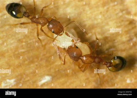 Pharaoh Ants In Kitchen