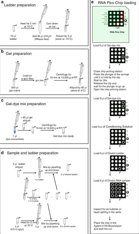 Quick Guide For Rna Pico Chip Preparation And Loading A Ladder Download Scientific Diagram