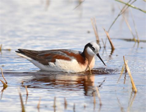 Wilsons Phalarope Audubon Field Guide