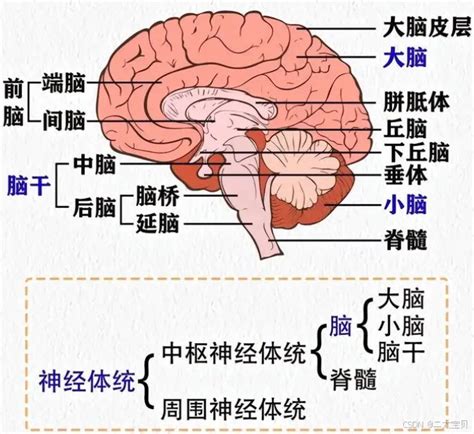 神经系统的组成 老干分为三部分 然后联调到各部分的神经有哪些 Csdn博客