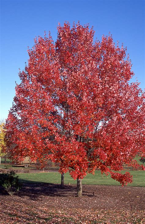 Acer Rub ‘october Glory Red Maple 15 Gal 125″ Emerald Desert Nursery