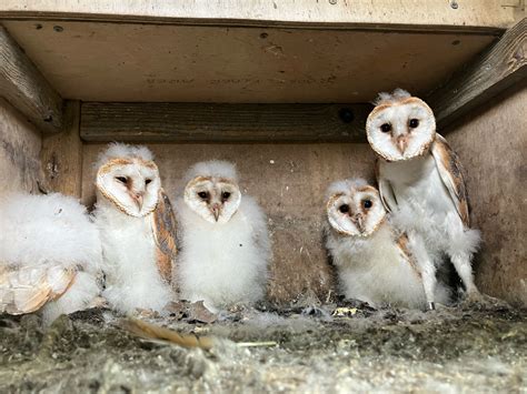 Bird Monitoring Dyson Farming