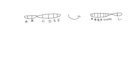 Solved If The Genotype Of A Chromosome Is And After A Mutation The Genotype Of The Chromosome