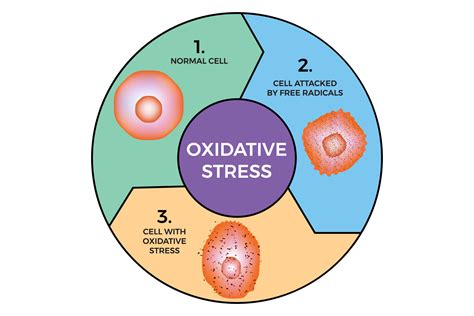 Oxidative Stress Diagram Vector Design Graphic By As Ashik · Creative