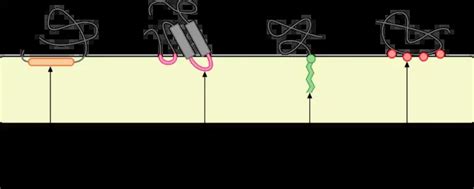 Peripheral Protein Structure Examples Functions Biology Notes Online