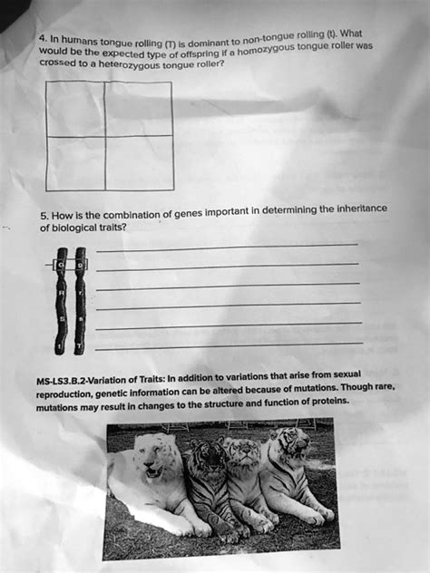 Solved Humons Non Tongue Rolling 4 What Tongue Rolling T Is Dominant Homozygous E Tongue