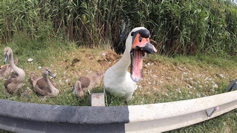 Шипят на лебедином Youtube